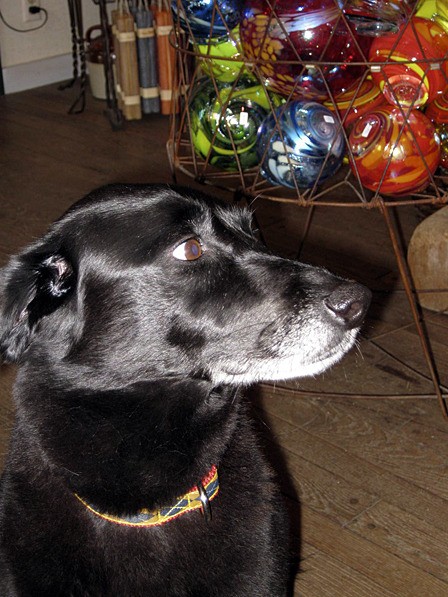 New mayor of Eastsound crowned: Clara | Islands' Sounder