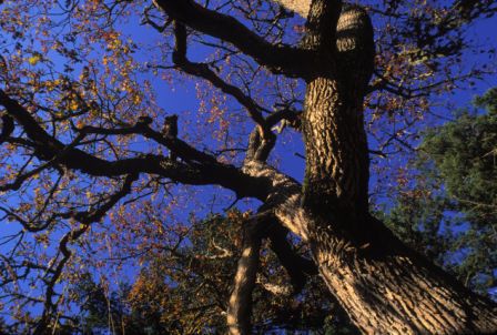 Grants awarded for Turtleback oak restoration | Islands' Sounder