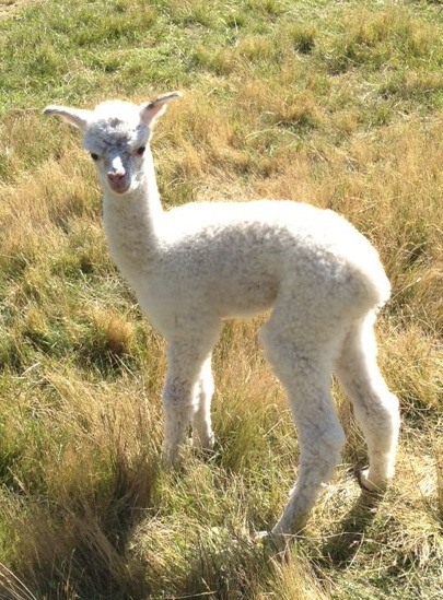 Fuzzy babies | Islands' Sounder