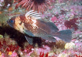 Point Defiance Zoo biologist to present lecture | Islands' Sounder