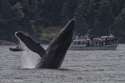 Amazing humpback photo | Islands' Sounder