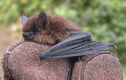County-wide bat study results are now available | Islands' Sounder
