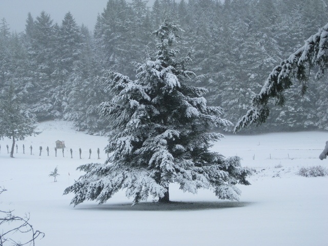 Simone Hansen’s art show at the Orcas Island Senior Center | Islands ...