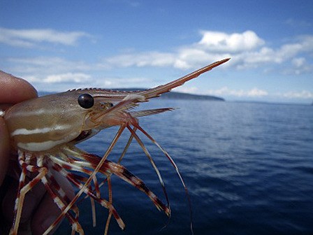 ‘Life of the spot prawn’ Marine Science lecture | Islands' Sounder