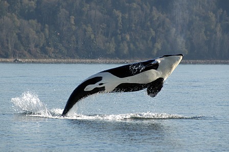 Documentary filmmaker seeking islanders’ orca whale stories | Islands ...