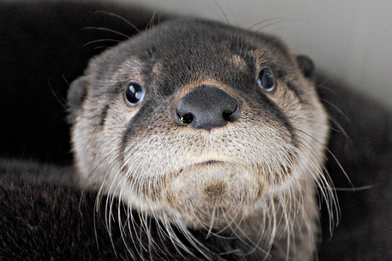 Prepare for spring critters | Islands' Sounder