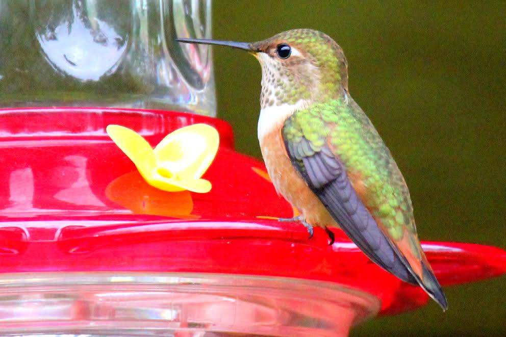 Return of the Rufous | Islands' Sounder