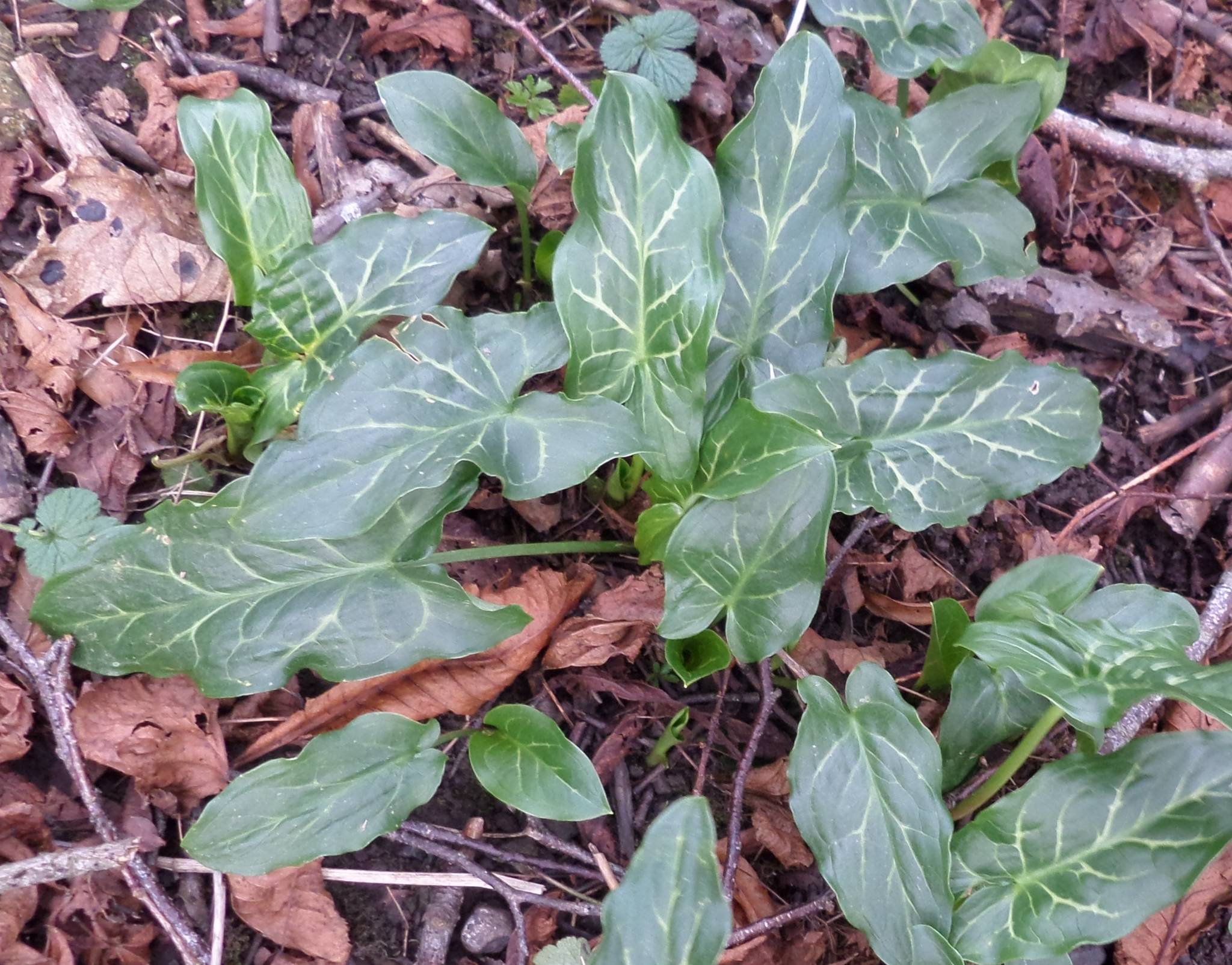 Italian arum is a noxious weed | Islands' Sounder