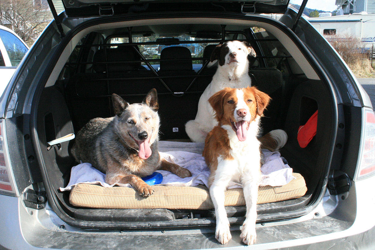 Heat wave coming: keep your pets safe | Islands' Sounder