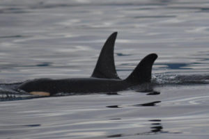 Baby orca, J-52, passes away | Islands' Sounder