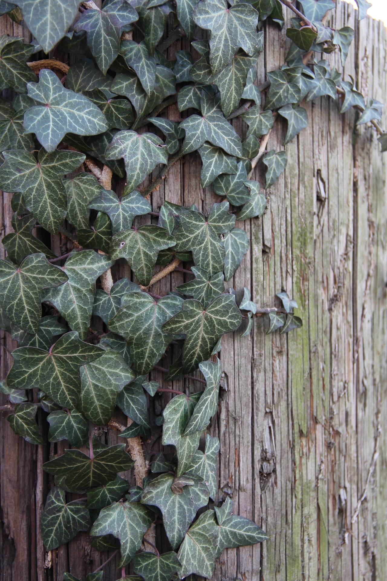 Watch out for noxious weed, English ivy | Islands' Sounder