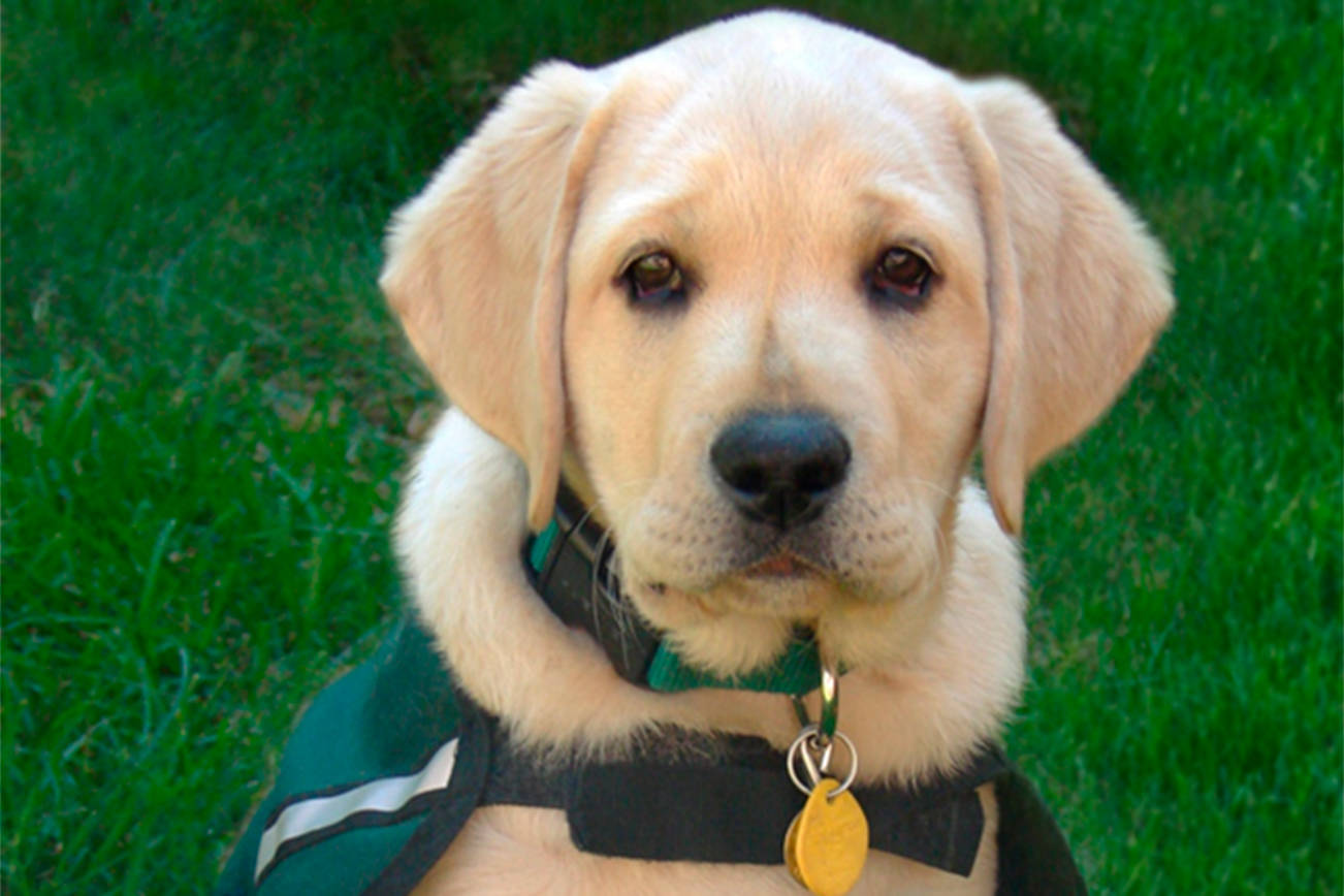 Be someone’s hero – raise a service dog puppy | Islands' Sounder