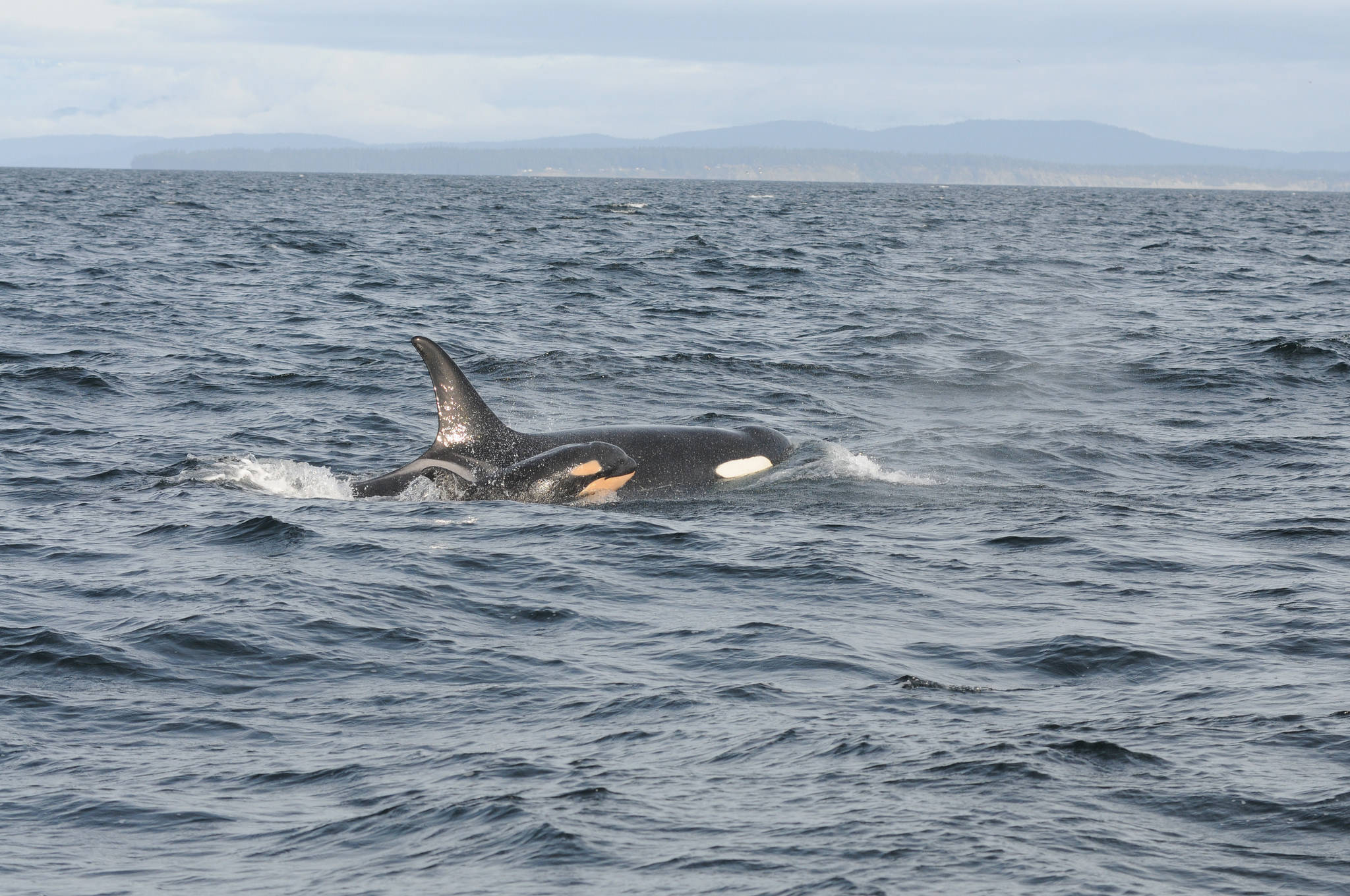 NOAA looks at ways to save J pod orca, who is near death | Islands' Sounder