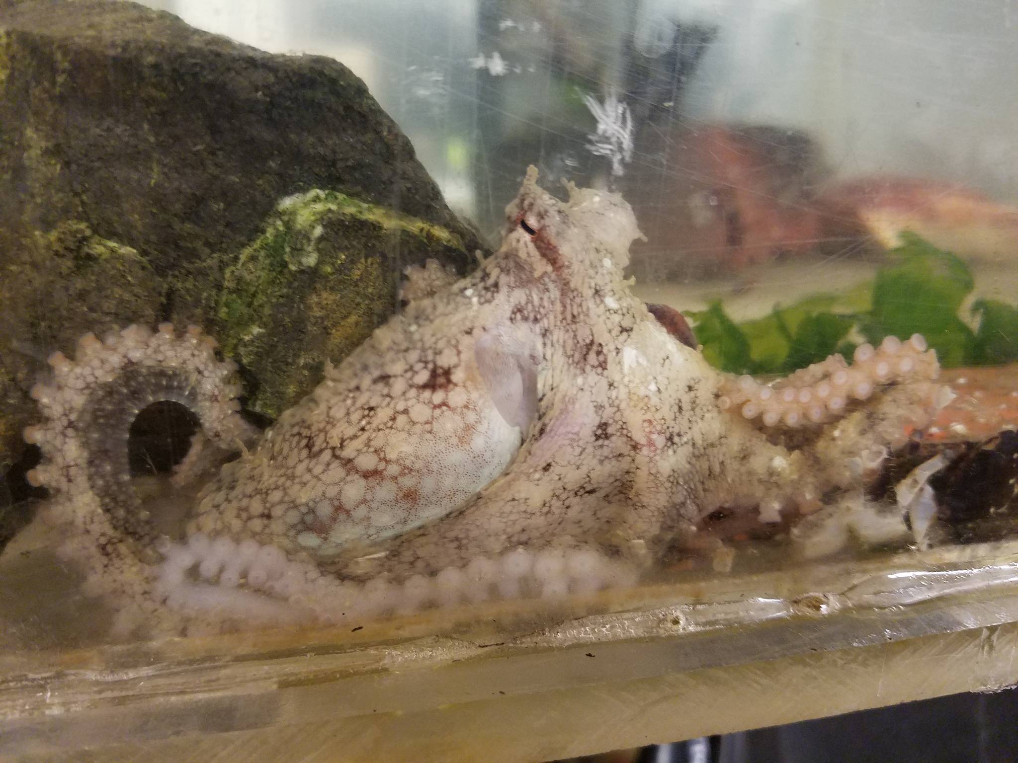 In the arms of an octopus | Islands' Sounder