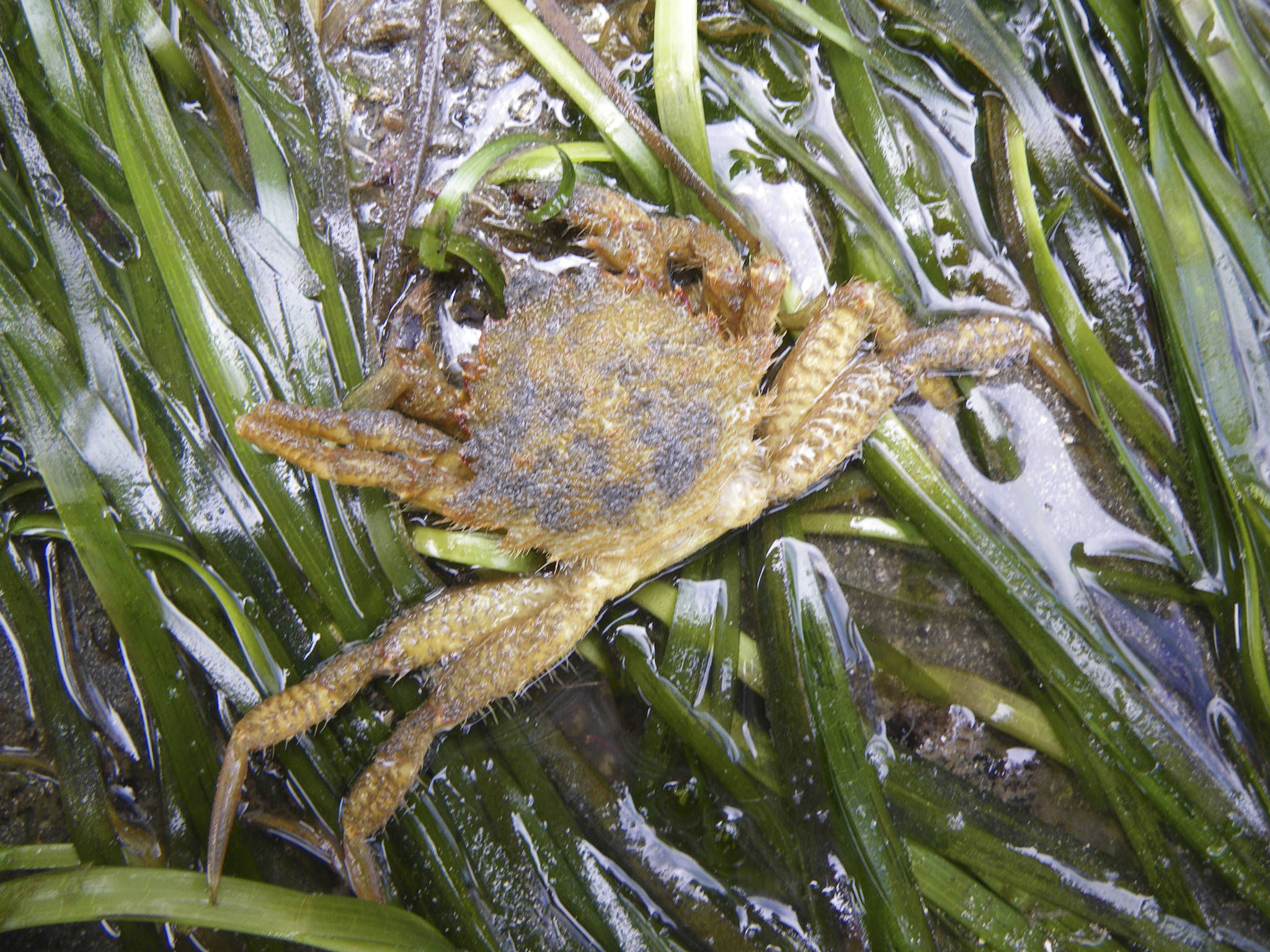 Indian Island busier than ever, diversity threatened | Islands' Sounder