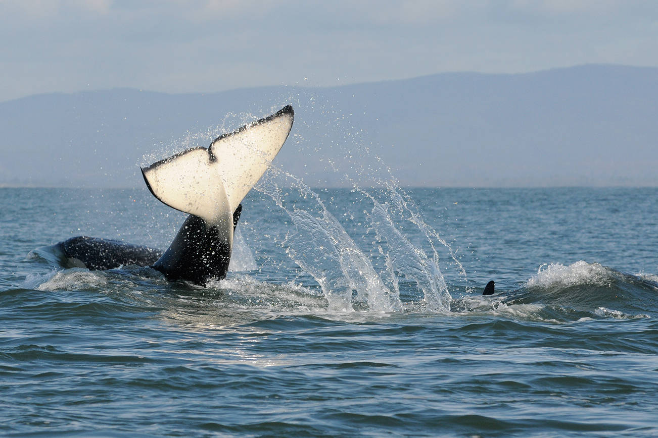 Department of Natural Resources requests $90 million for orca, salmon ...