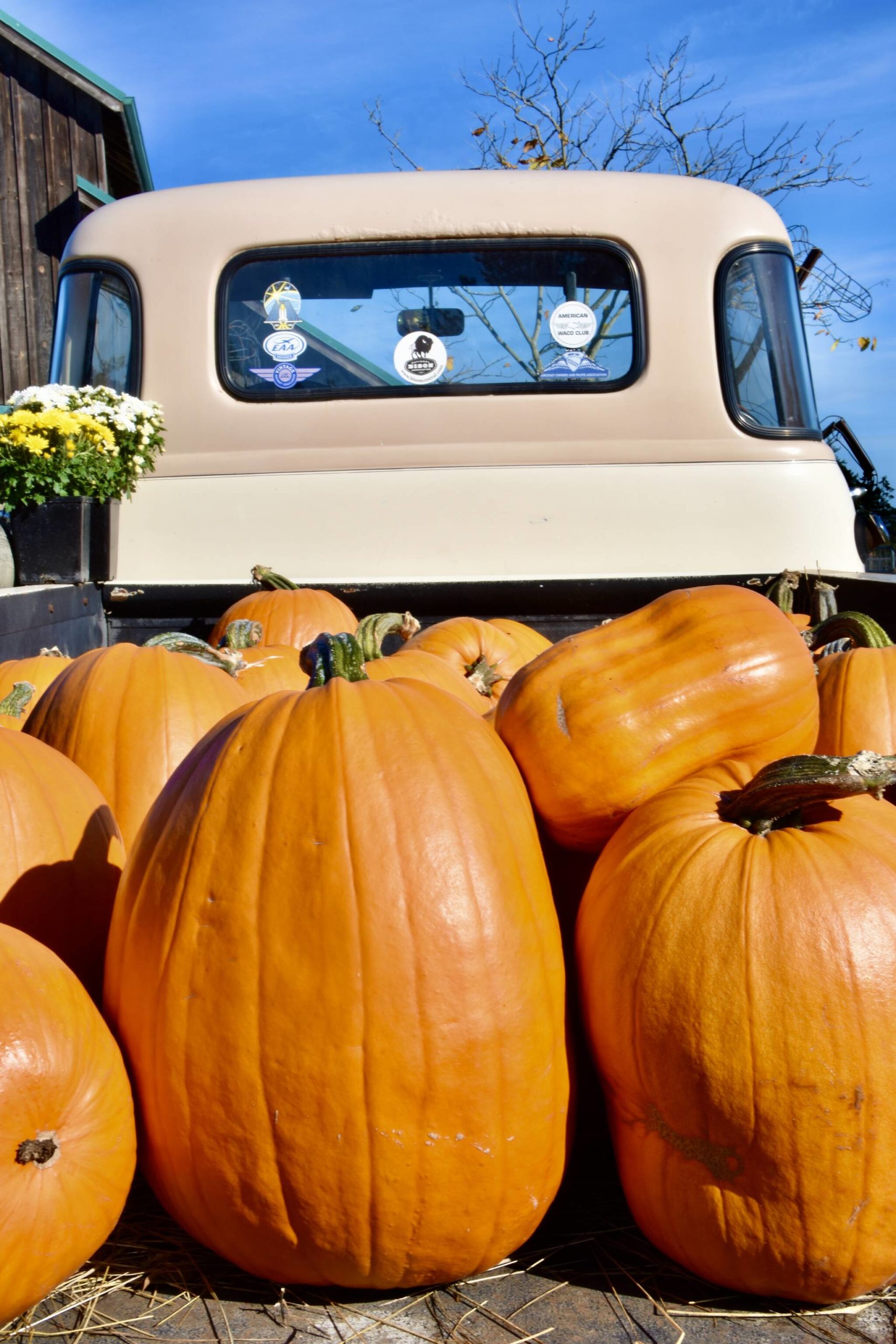 Giving thanks for island farms | Islands' Sounder