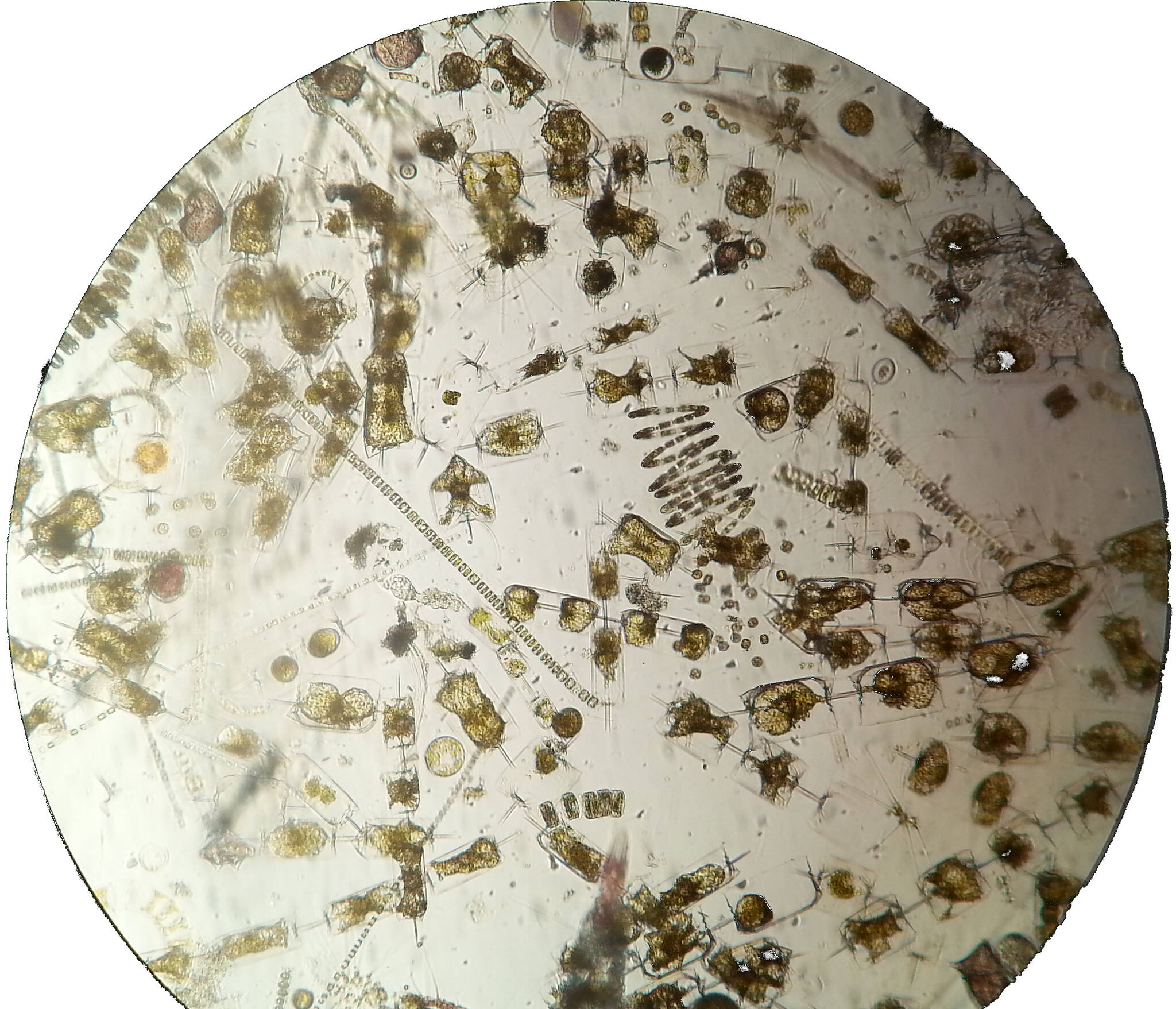 Local volunteers monitoring plankton | Islands' Sounder