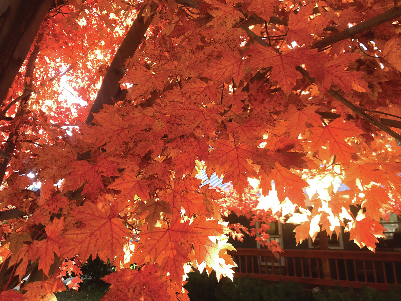 Big Leaf Maple health | Islands' Sounder