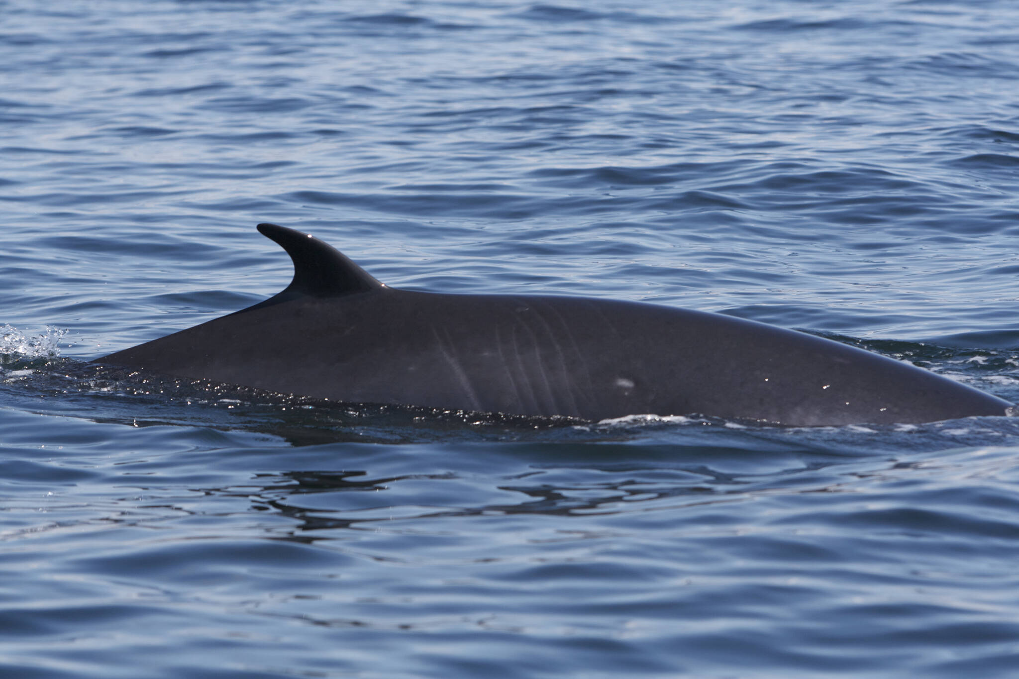 Minke whale dies after being struck by large vessel | Islands' Sounder