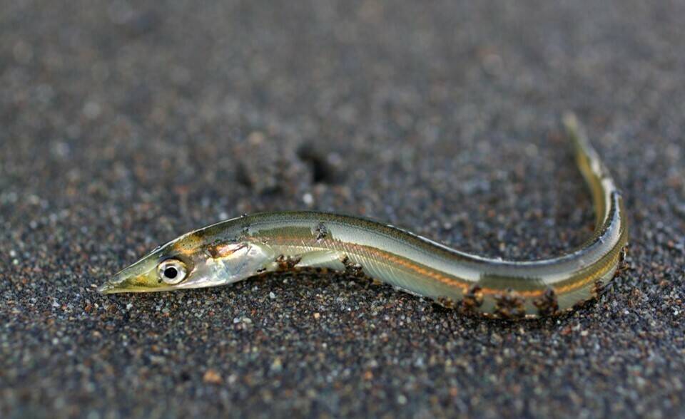 Shining a light on overlooked little fish | Islands' Sounder