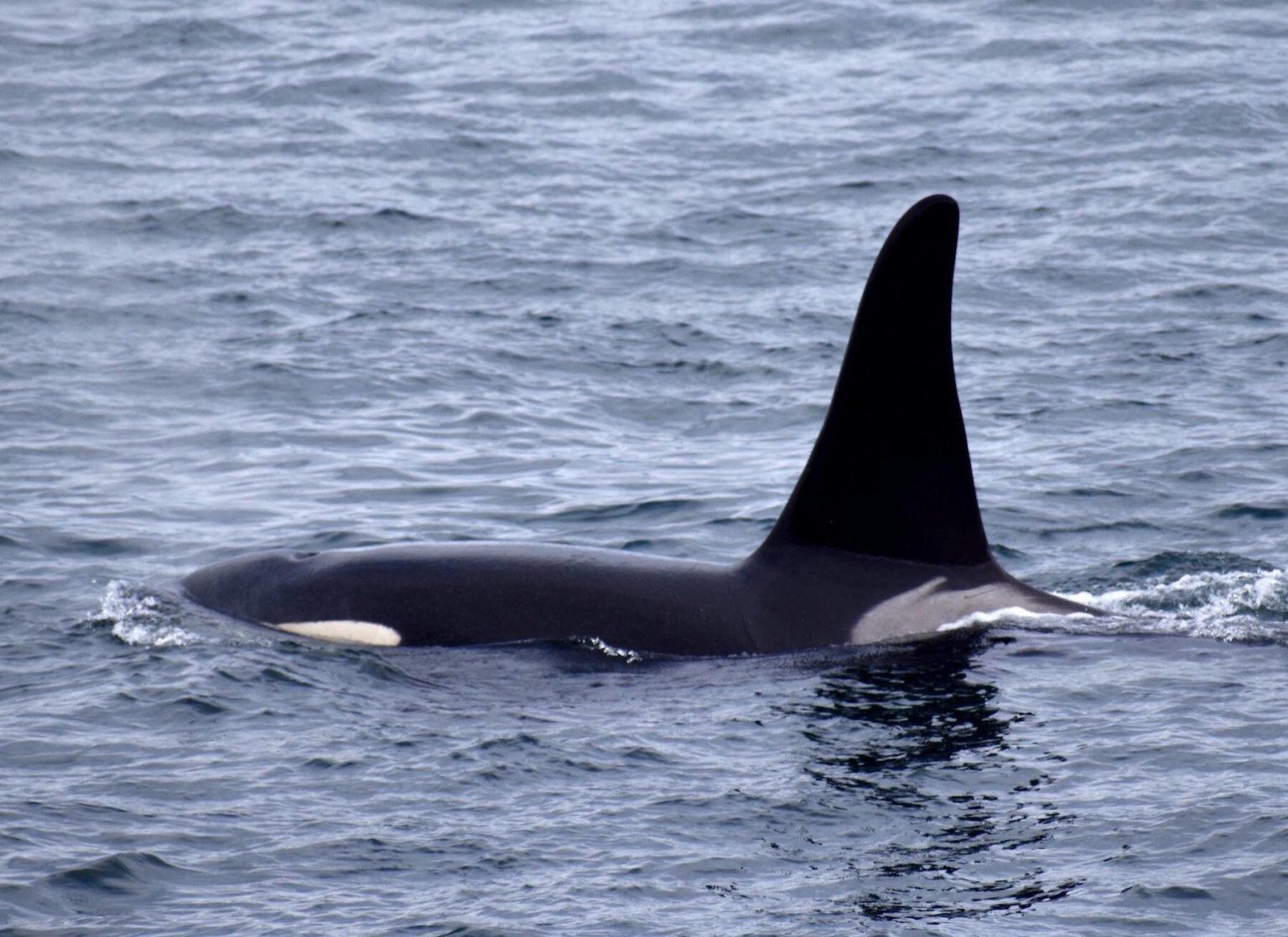 Council acknowledge inherent rights of SRKW | Islands' Sounder