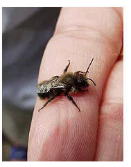 Mason bee lecture | Islands' Sounder