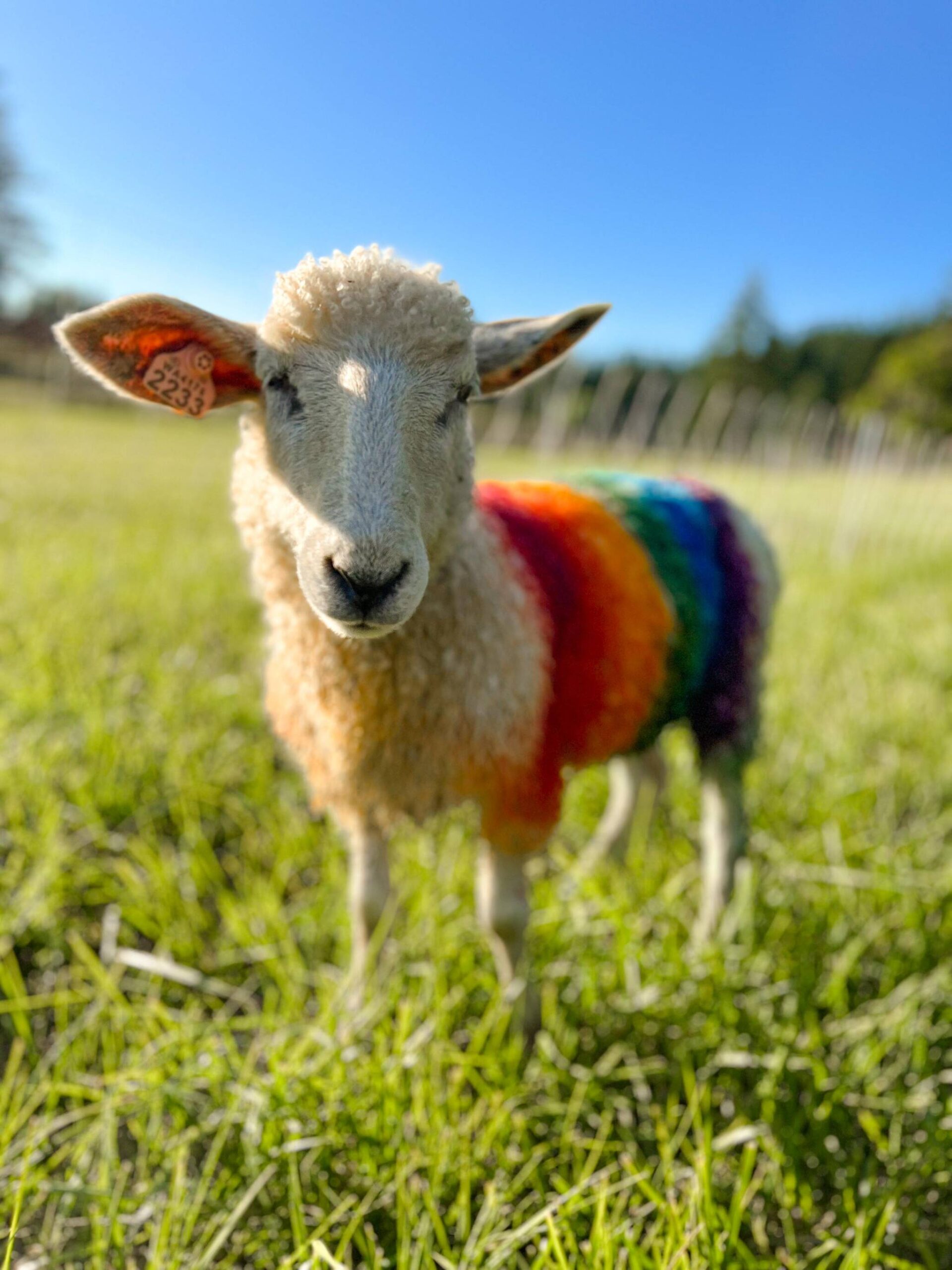 The queer sheep have arrived | Islands' Sounder