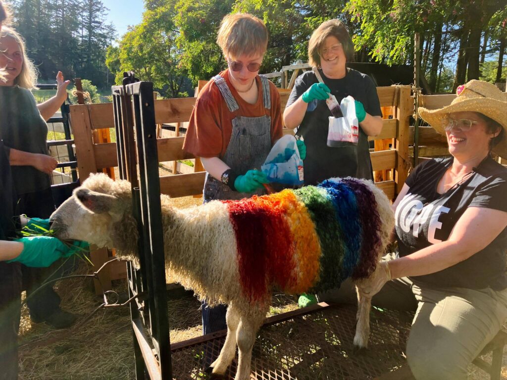 The queer sheep have arrived | Islands' Sounder