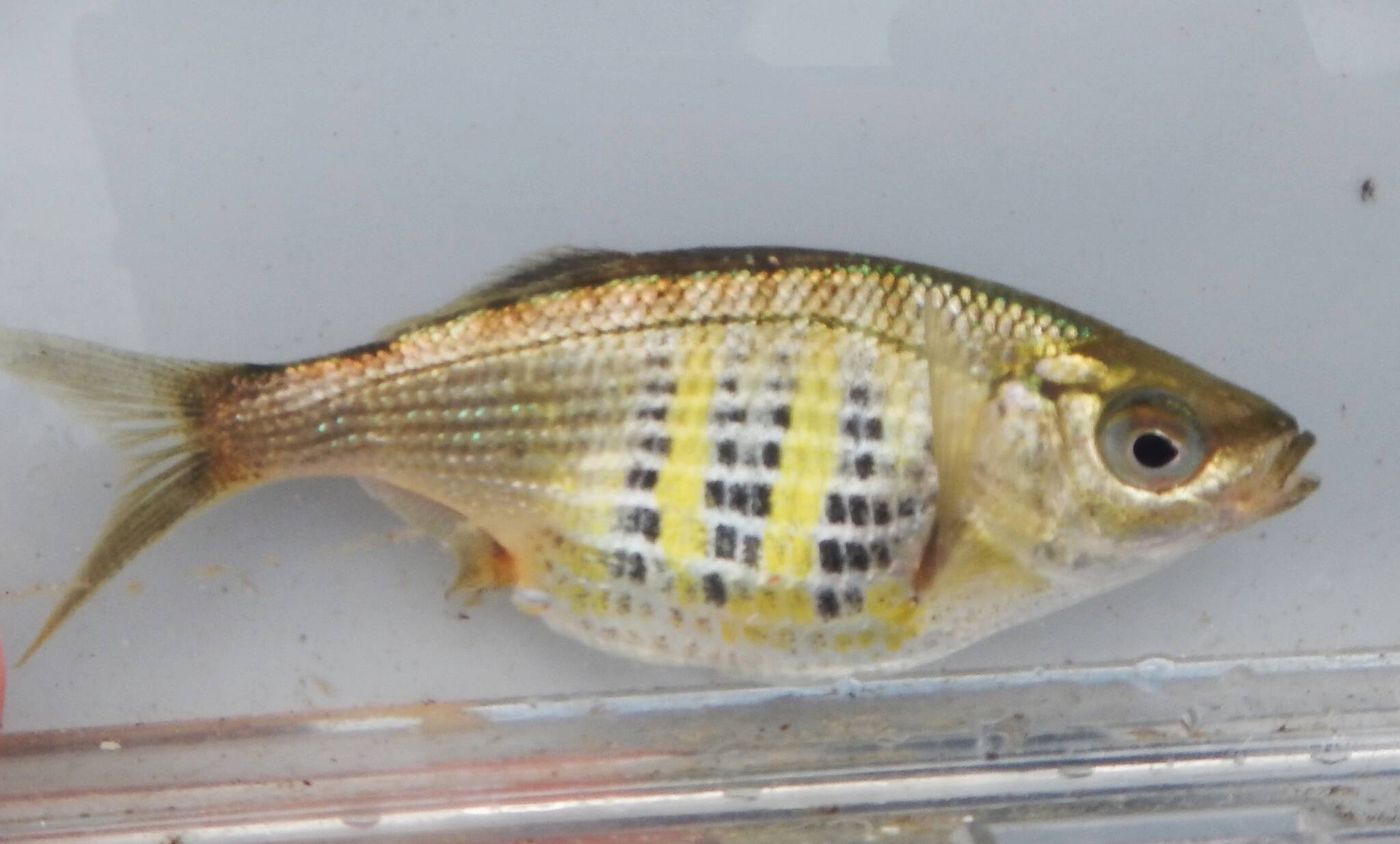 A record number of Shiner Perch | Islands' Sounder