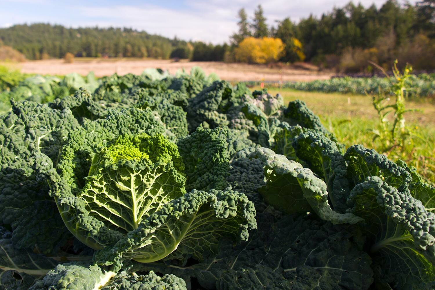 Agricultural Guild Farm announces Farm Fund grants | Islands' Sounder