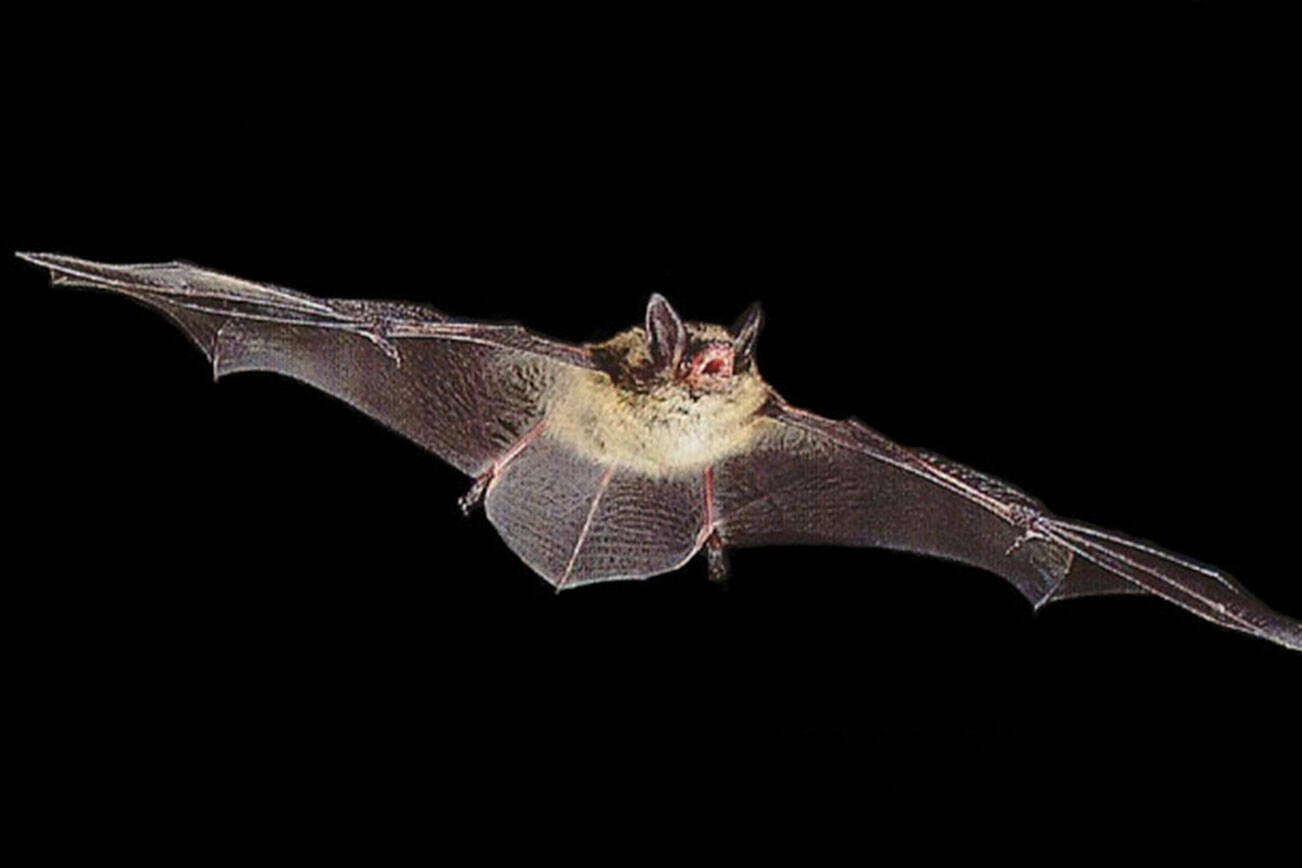 Tips on how to interact with bats | Islands' Sounder