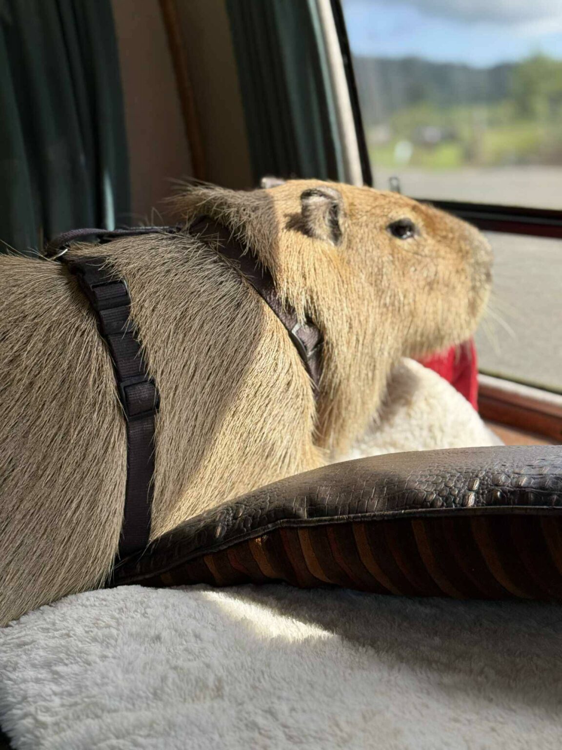 The Capybara BARK Ranger | Islands' Sounder