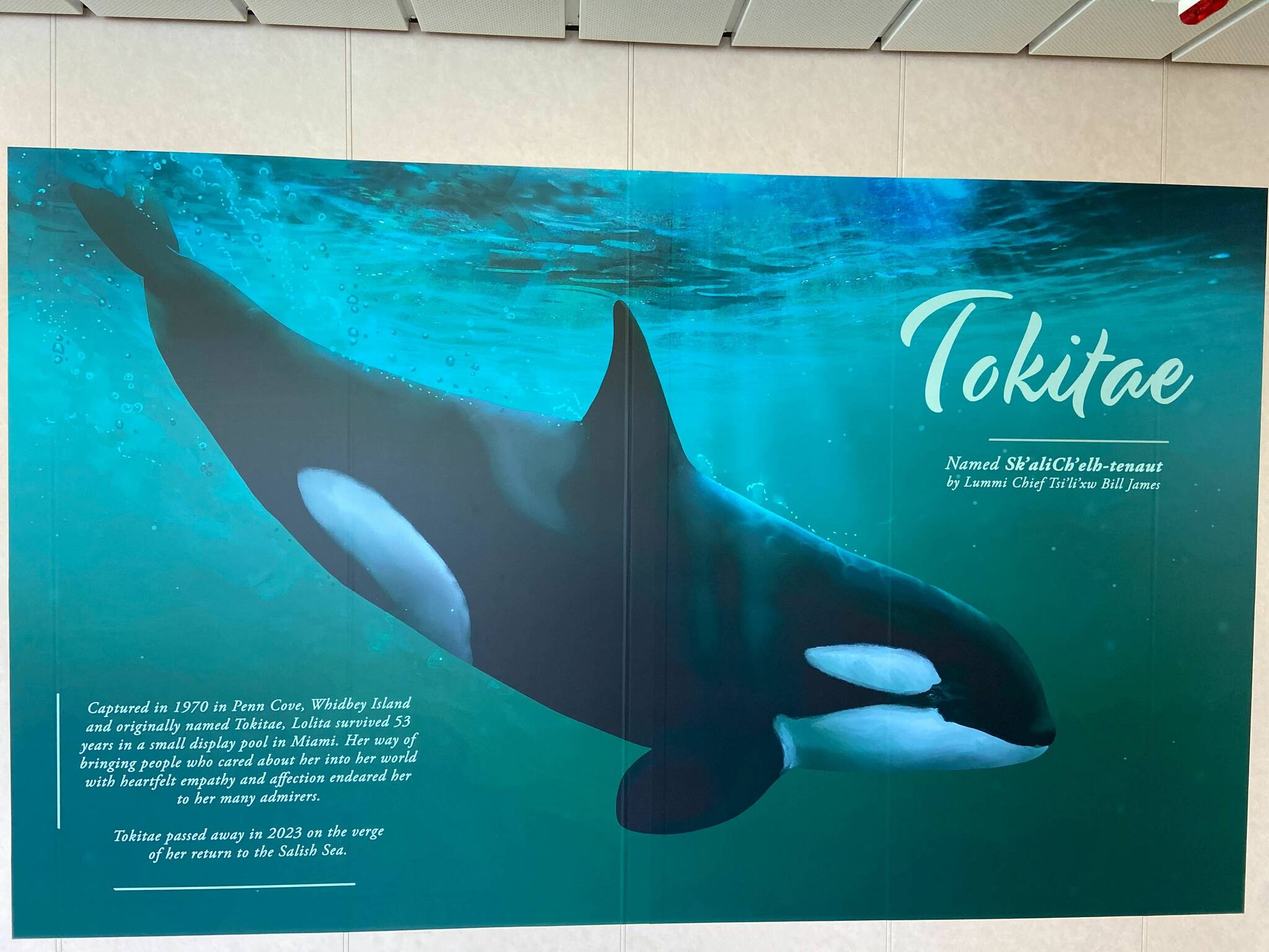 New ‘Toki’s Legacy’ exhibit at Langley Whale Center connects one ...