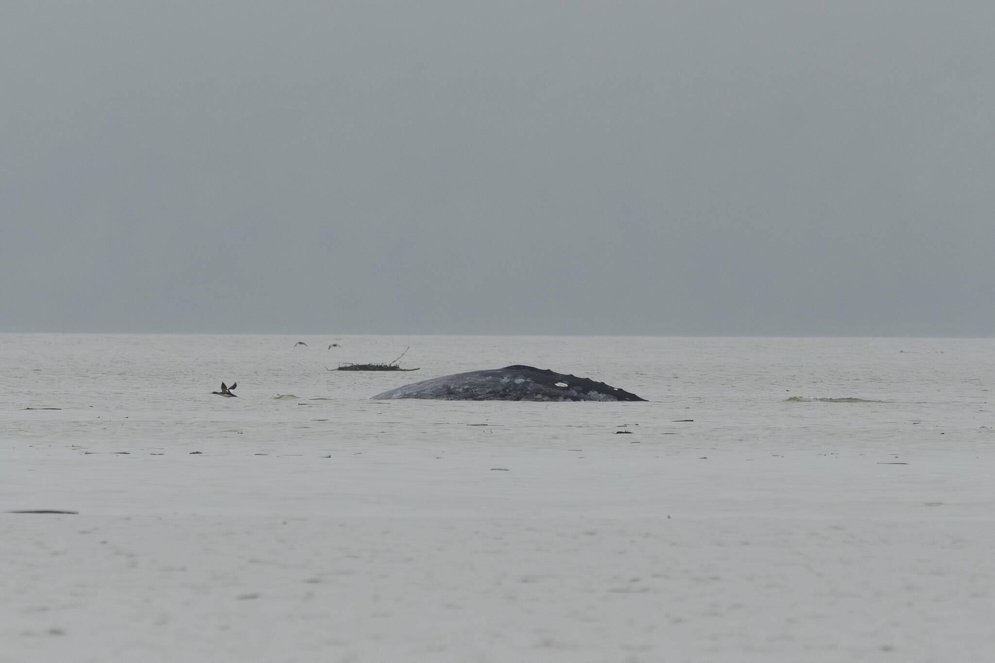 First gray whales, or Sounders, return to Salish Sea as floods impact ...