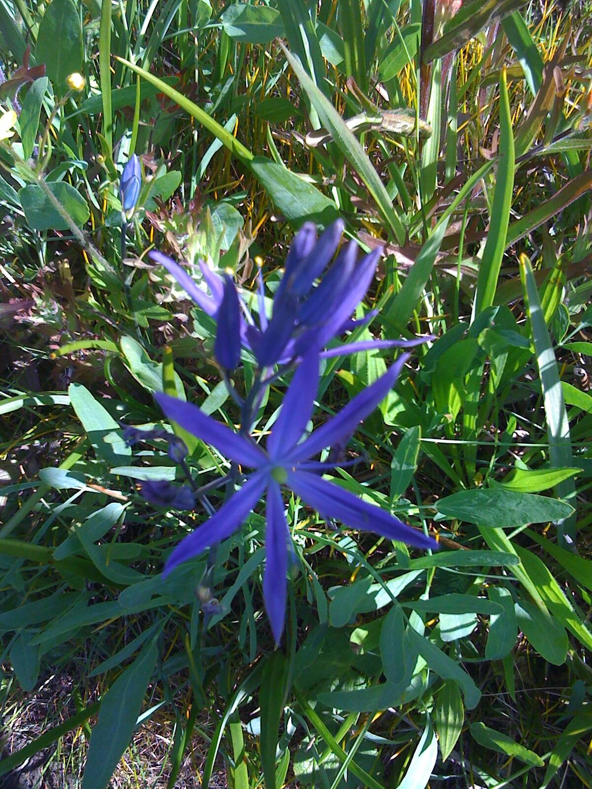 Native Plant sale on Jan. 28 | Islands' Sounder