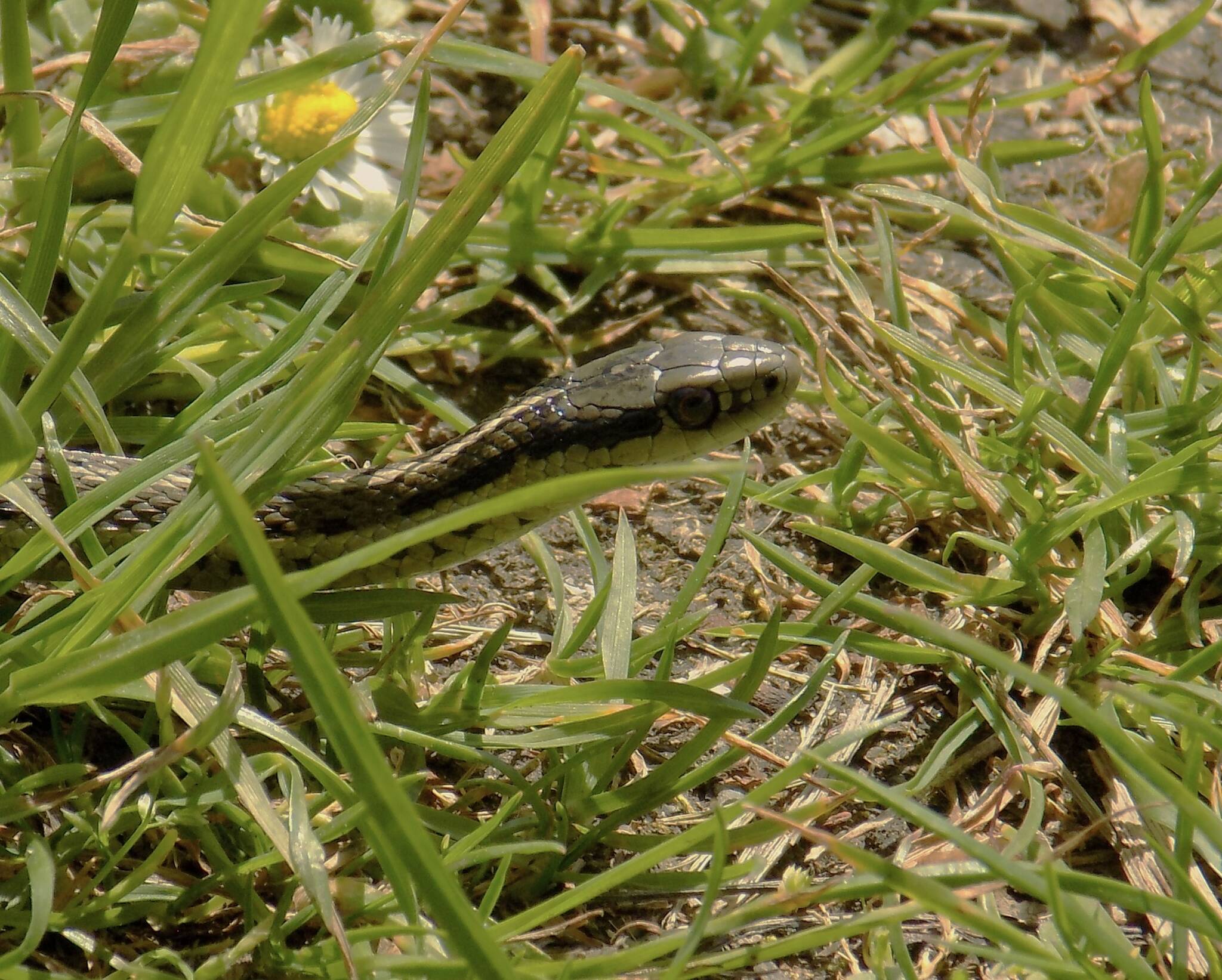 Swimming snakes! | Islands' Sounder