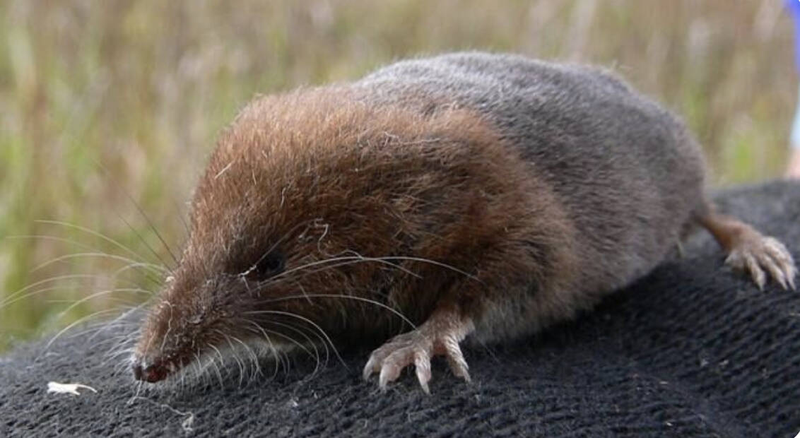 The humble shrew hiding in your garden | Islands' Sounder